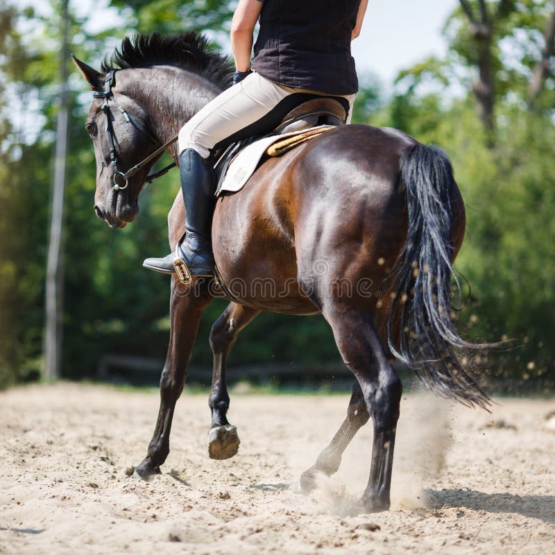 Horse Rider is Training in the Arena Stock Image - Image of equestrian ...