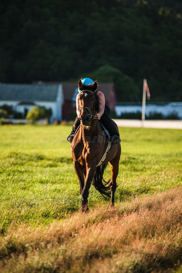 Horse and Rider in Open Field at Sunset.. Stock Image - Image of ...