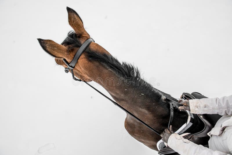 Horse Rider Seen from Above. Equestrian Theme Stock Image - Image of ...
