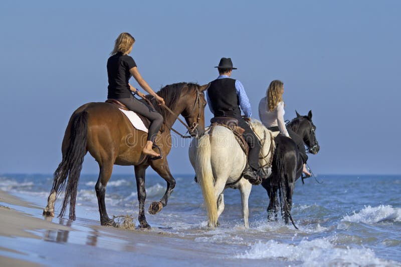 Horse riders in the sea stock image. Image of water, herdsman - 78321193