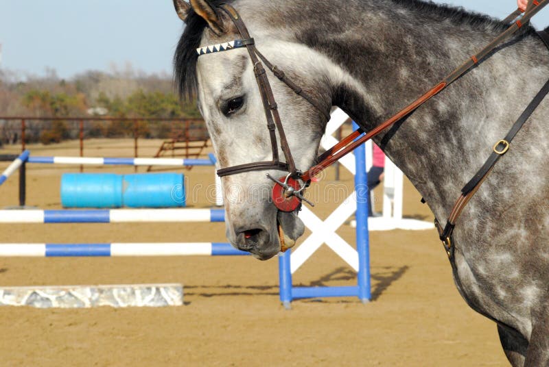 Horse riding stock image. Image of farm, grey, bridle - 5286381