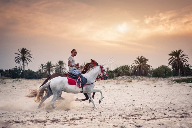 Horse Riding on the Beach at Sunset Stock Image - Image of rider ...