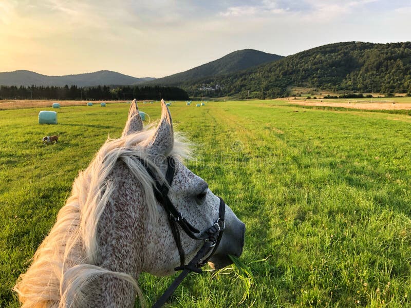 Horse riding stock image. Image of riding, landscape - 173375933