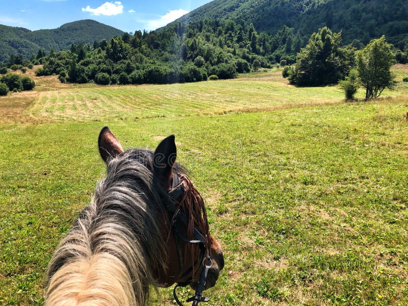 Horse riding in nature stock image. Image of nature - 173375975