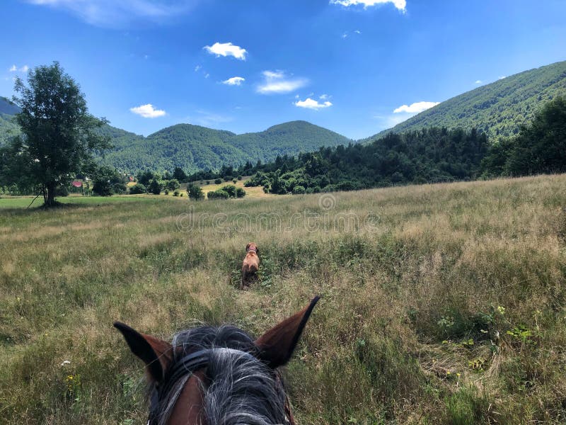 Horse riding in nature stock image. Image of exploring - 173375989