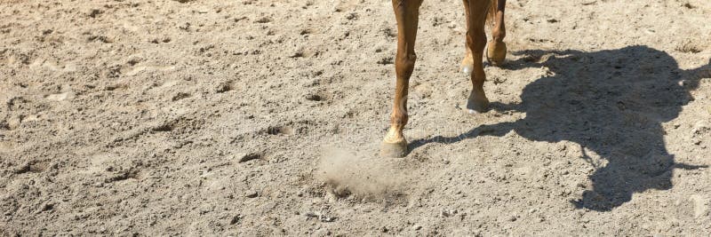 Horse when Riding in the Paddock Stock Image - Image of stepping ...