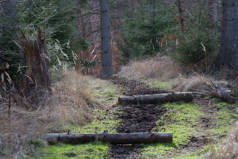 Horse Riding Path in a Forest in Denmark Stock Photo - Image of ...