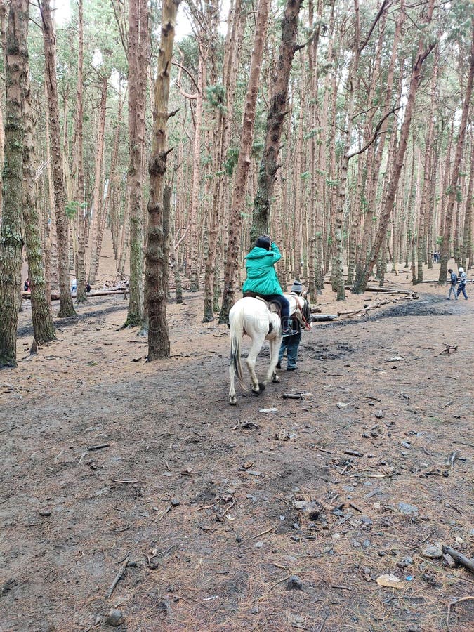 Horse Riding Pine Forest India Stock Photo - Image of riding, pine ...