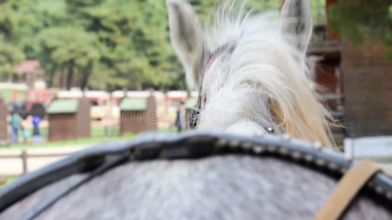 Horse Riding Slow Motion. View from Behind the Horse Stock Video ...