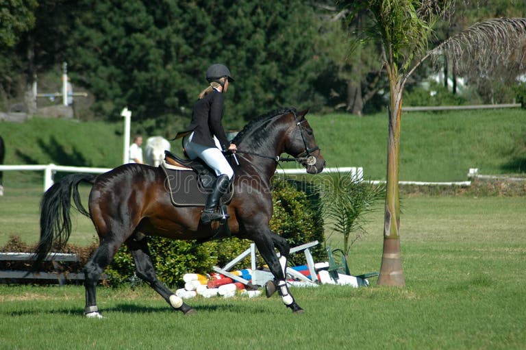 Horse riding sport stock photo. Image of animal, brown - 2251410