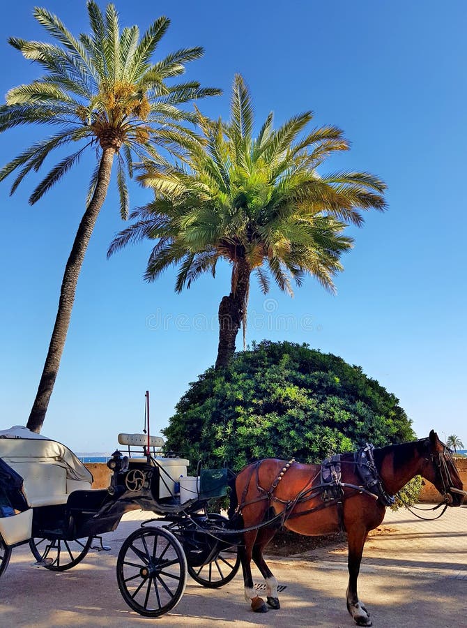 Horse Riding Under the Blue Sky Stock Photo - Image of blue, riding ...