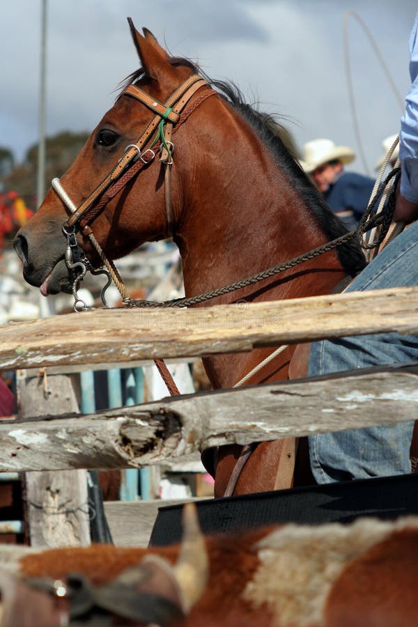 Rodeo horse, vertical stock image. Image of team, horses - 335543