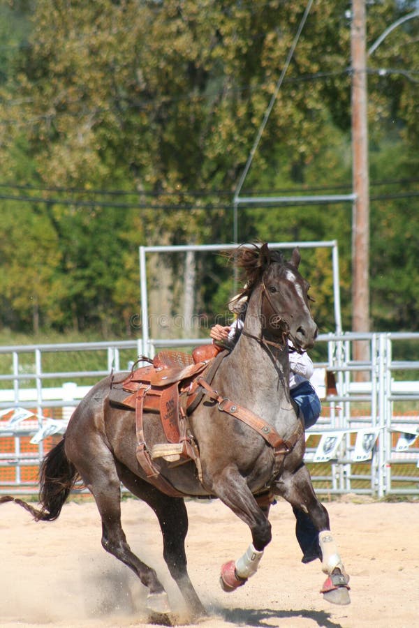 Rodeo Horse stock photo. Image of large, corral, horses - 36318796
