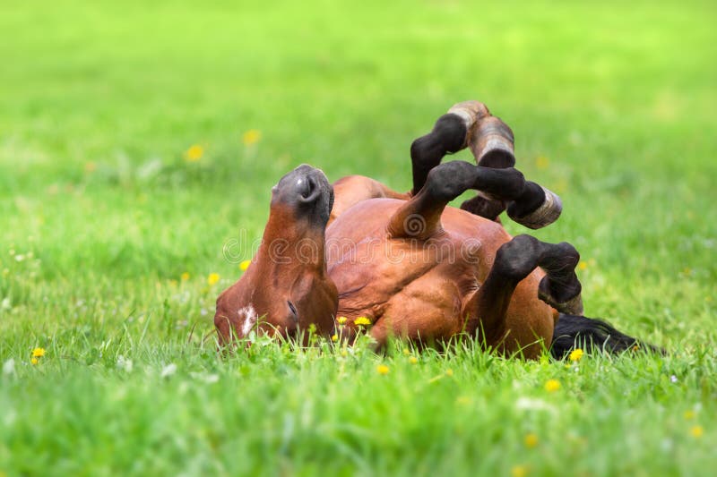 Horse roll back stock image. Image of beauty, color, meadow - 95624453
