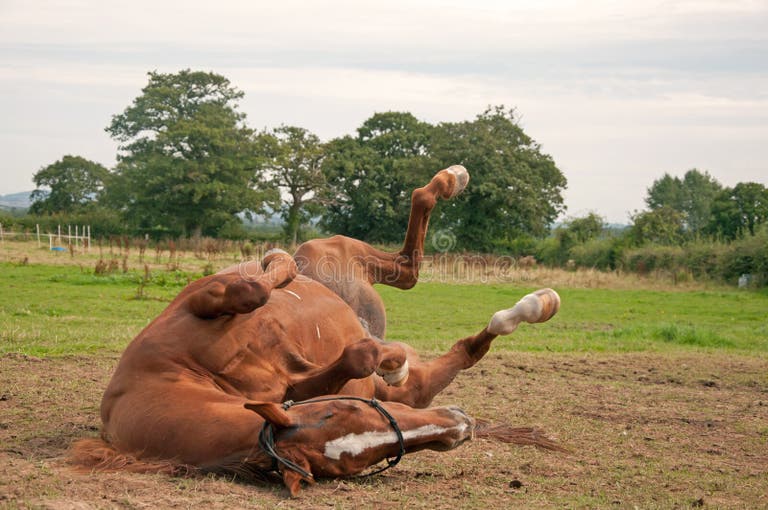 Horse Belly Riding Pics Stock Photos - Free & Royalty-Free Stock Photos ...