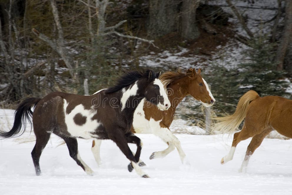 Horse Roundup stock photo. Image of horse, rope, plains - 2150448