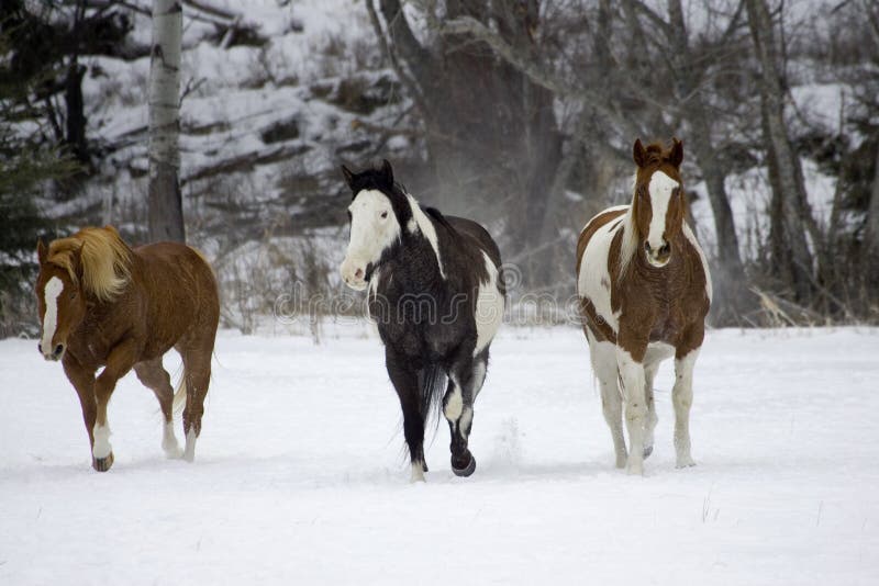 Horse Roundup stock photo. Image of horse, rope, plains - 2150448