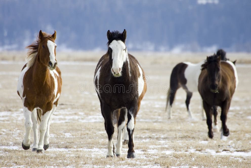 Horse Roundup stock image. Image of roundup, running, country - 2150487