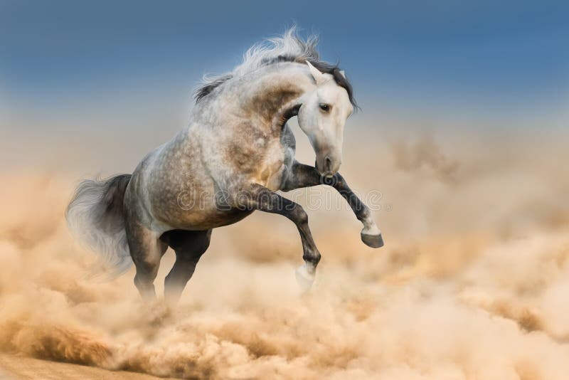 Red horse run in dust stock photo. Image of fast, animal - 70569466
