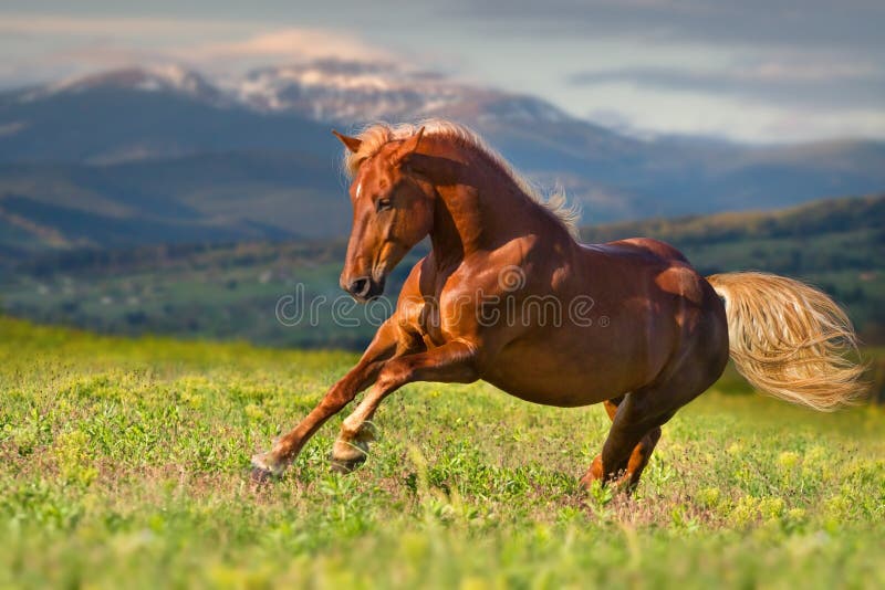 Horse run fast stock image. Image of brown, equine, mustang - 85709891