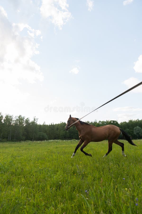 Horse run in field stock image. Image of grass, equestrian - 70740871