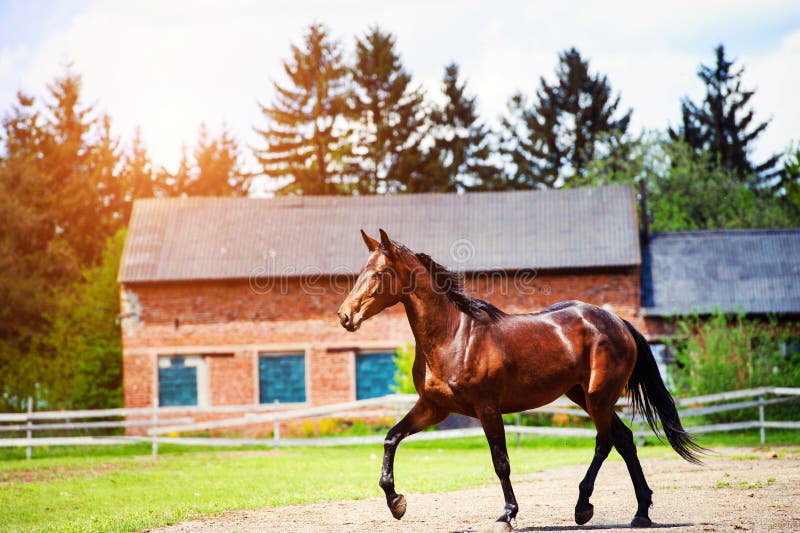 Horse run gallop in meadow stock image. Image of farm - 156016169
