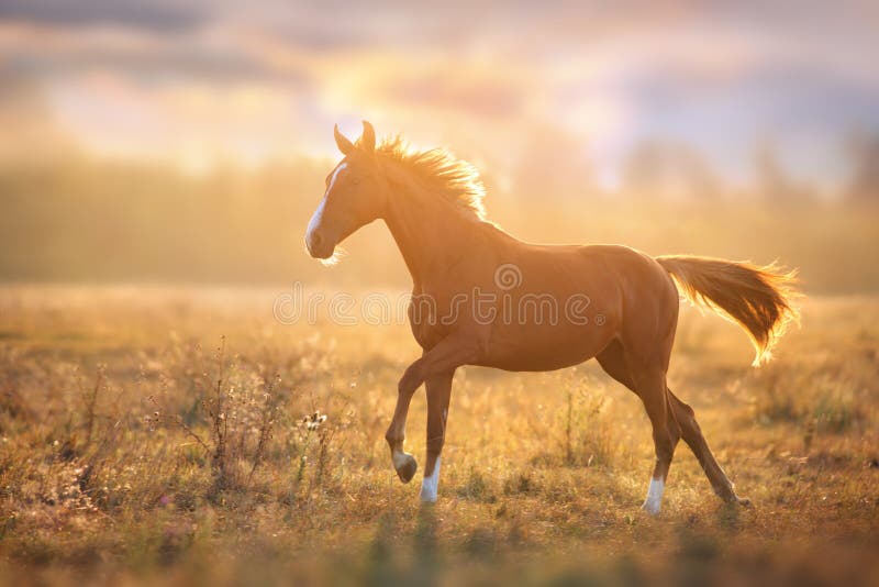 Horse run at sunset stock image. Image of beautiful - 195195941