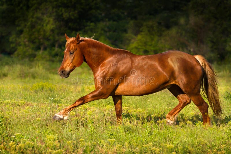 Horse run trot stock image. Image of moving, motion, animal - 74230283