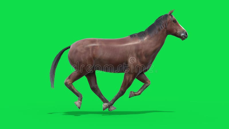 Horse Runcycle Green Screen Animals Loop 3D Animations Rendering Stock ...