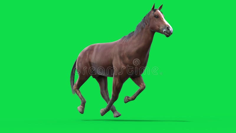 Horse Runcycle Green Screen Animals Loop Front 3D Animations Rendering ...