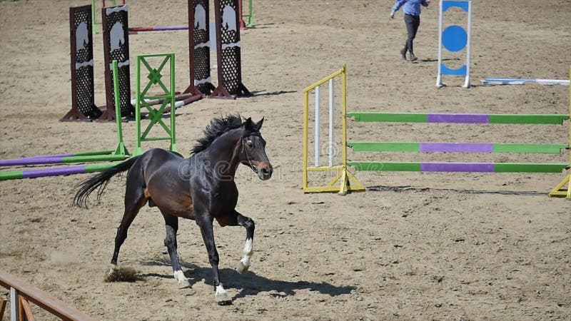 The Horse Running in the Arena at Summer Time Slow Motion Stock Footage ...
