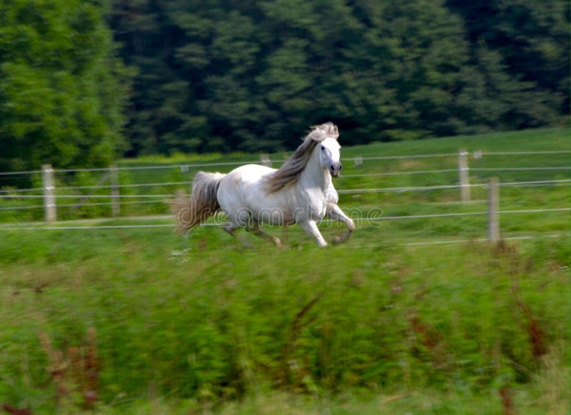 Horse stock image. Image of ranch, running, spring, time - 108106623