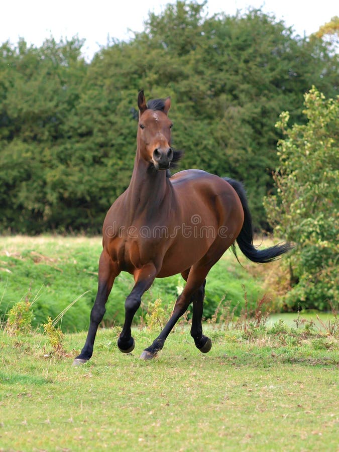 Horse Running stock photo. Image of equine, fresh, liberty - 171307450