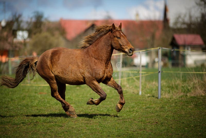 Horse running fast stock photo. Image of equestrian - 114138464