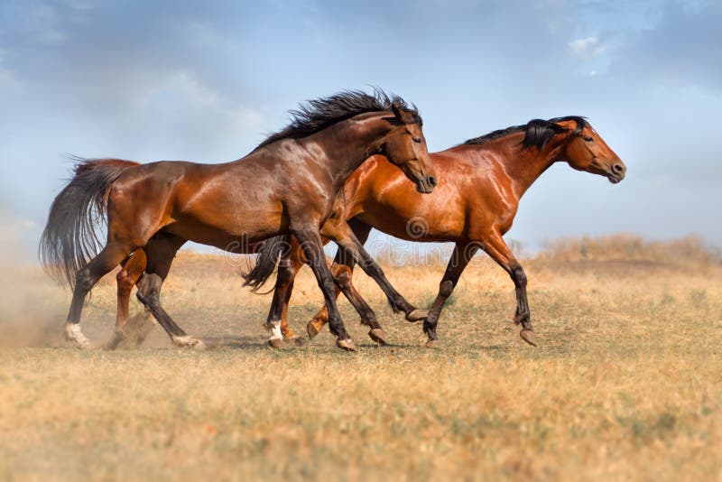 Horse running gallop stock image. Image of animal, andalusian - 56166013