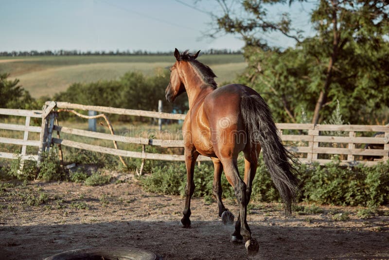 Horse Running in the Paddock on the Sand in Summer Stock Image - Image ...