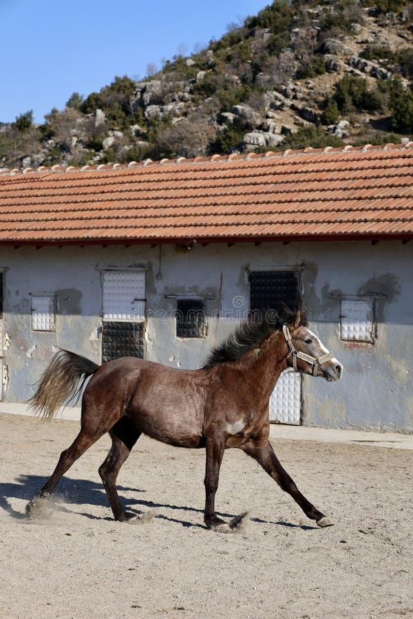 Horse running stable stock photo. Image of field, care - 360170612