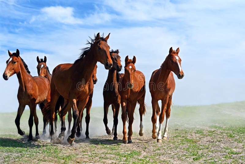 Crowd of horses stock image. Image of crowd, horses, colors - 85366765