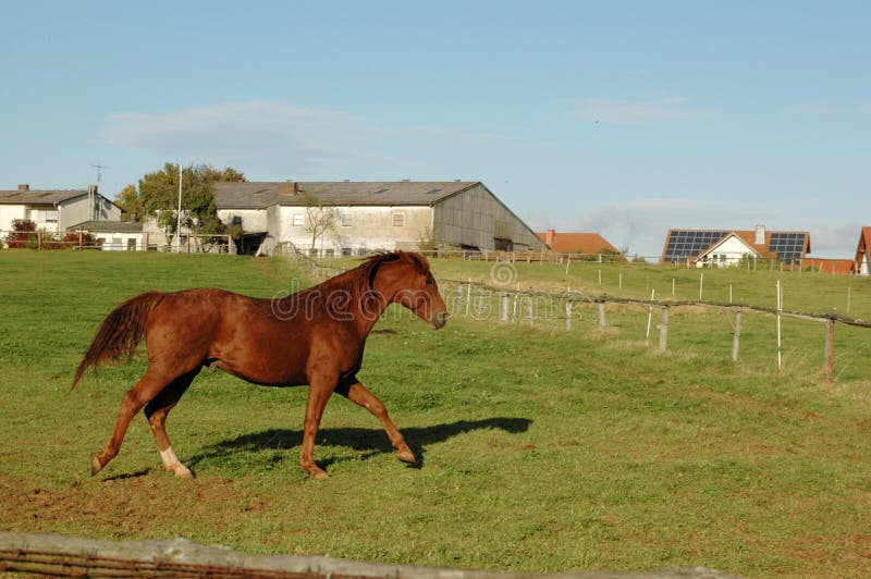 Horse runs on pasture. stock image. Image of grass, farm - 11785283