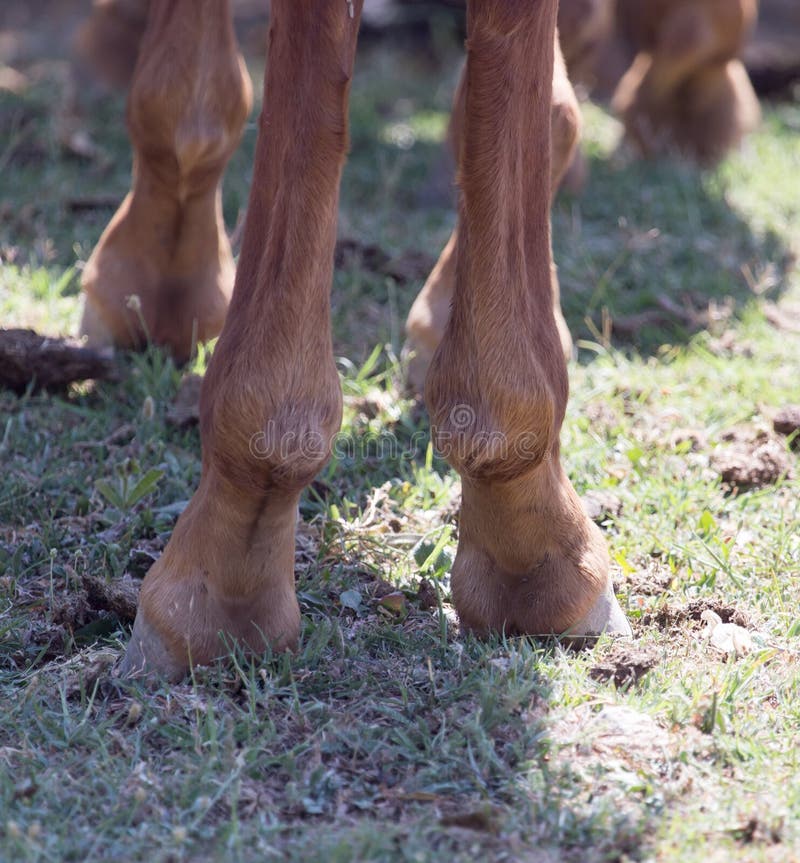 The Horse`s Hooves on the Nature Stock Image - Image of animal, motion ...