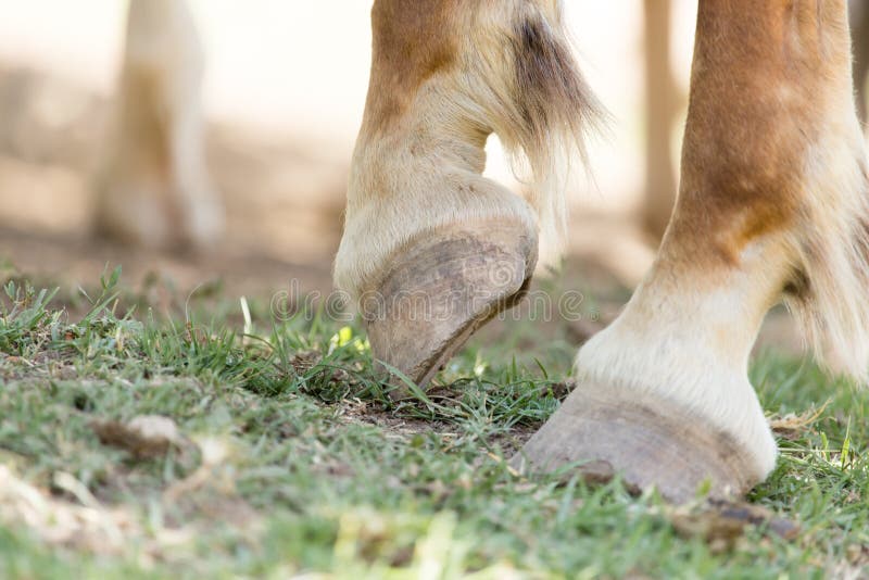 The Horse`s Hooves on the Nature Stock Image - Image of equestrian ...