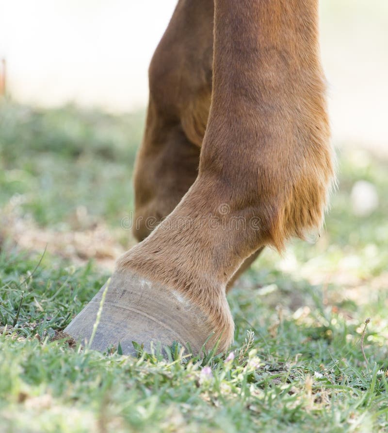The Horse`s Hooves on the Nature Stock Image - Image of gallop, grass ...