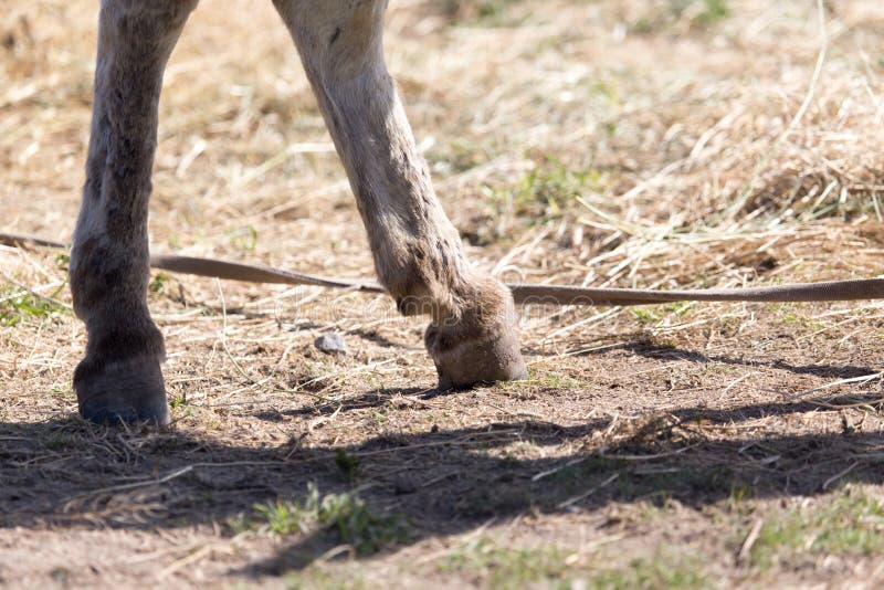 The Horse`s Hooves on the Nature Stock Image - Image of race, show ...