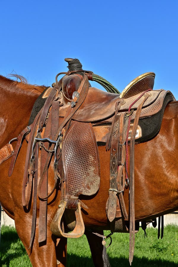 Sad Horse at Tethering Post Stock Photo - Image of agriculture, pasture ...