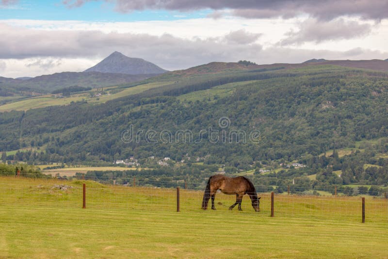 Horse in the Scottish Highlands Stock Photo - Image of scotland ...
