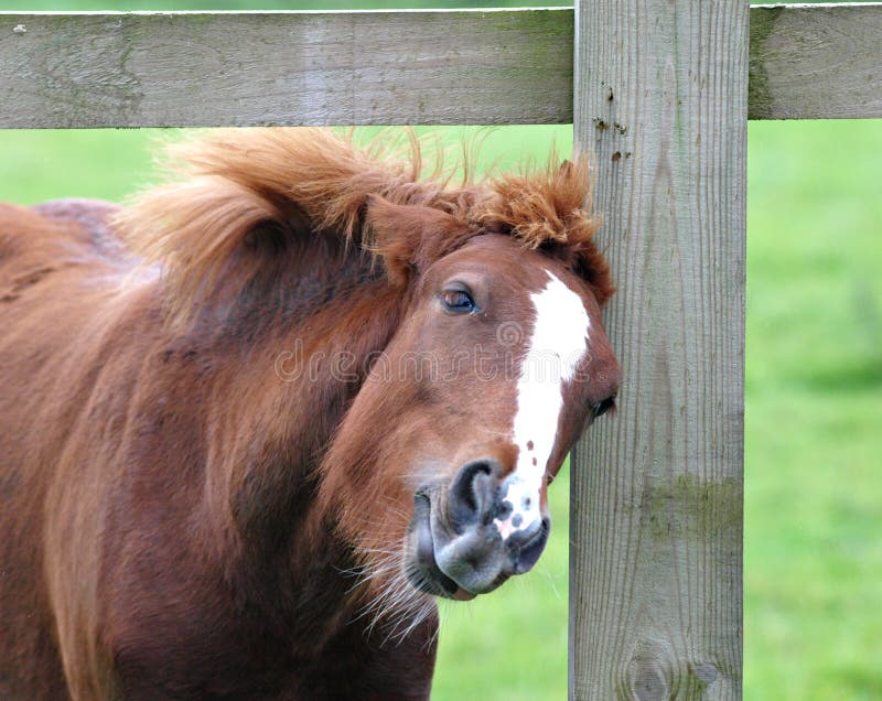 Horse Scratching on Fence stock photo. Image of pony - 24935758