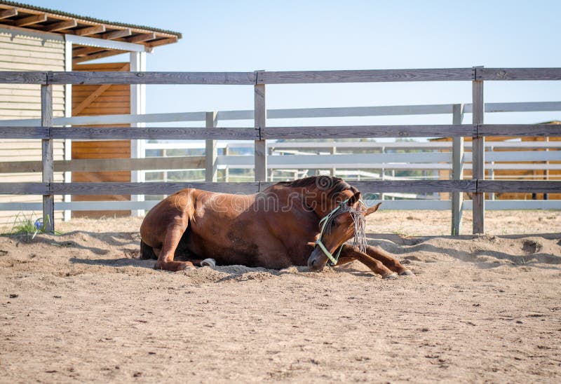 Horse Scratching Itself with Hind Leg in Paddock Stock Photo - Image of ...