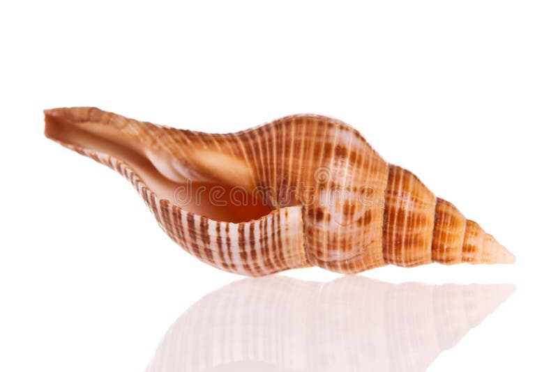 Seashell stock photo. Image of ocean, fish, close, beautiful - 2155112