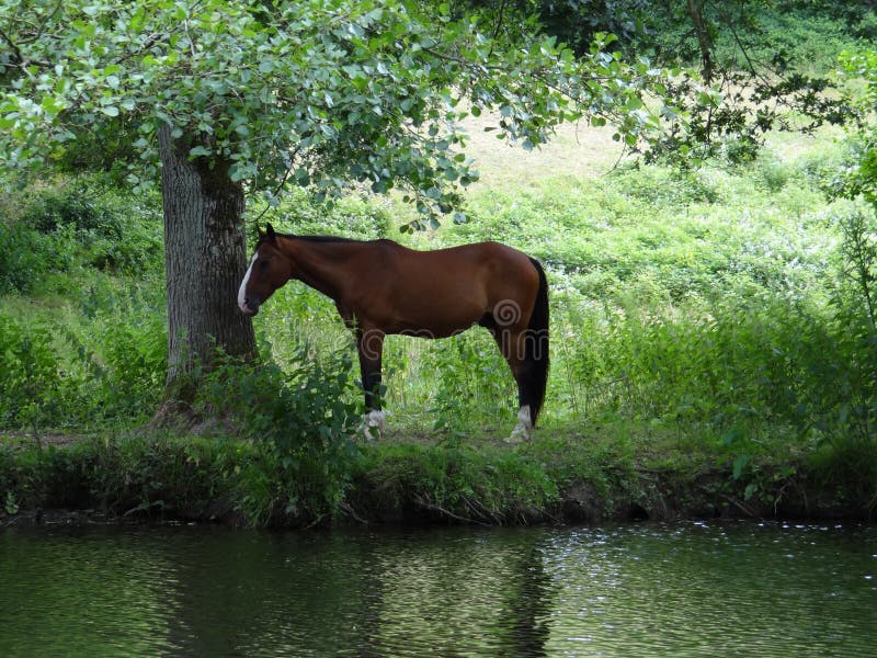 The Horse Seems To Confide in the Tree Stock Image - Image of outdoor ...