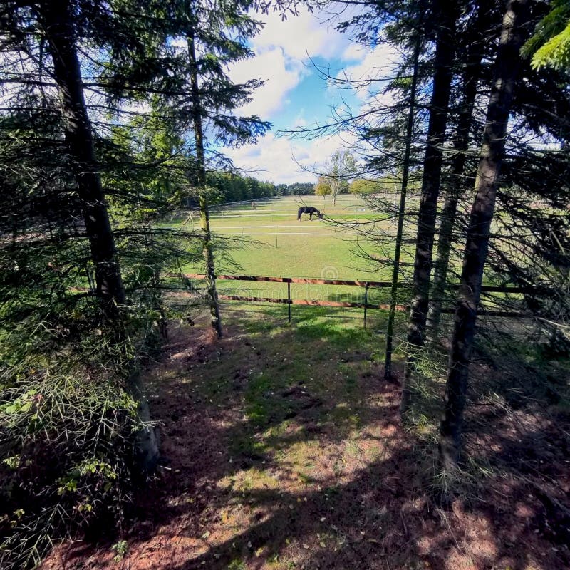 Horse Seen through Gap in the Forest Stock Image - Image of meadow ...